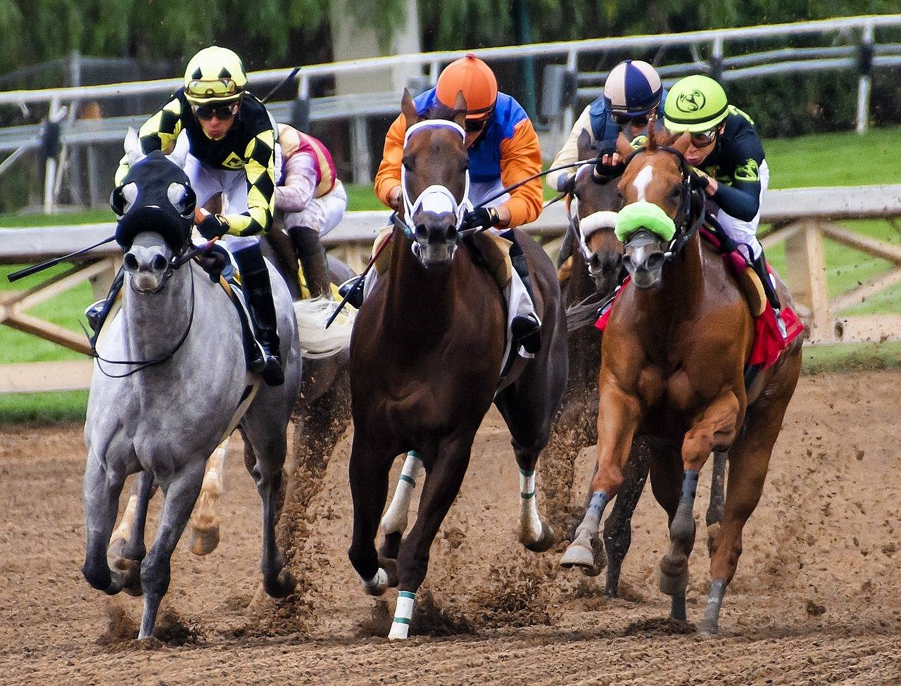 LASIK versus Lasix: The Difference is Horses - ReVision Optometry